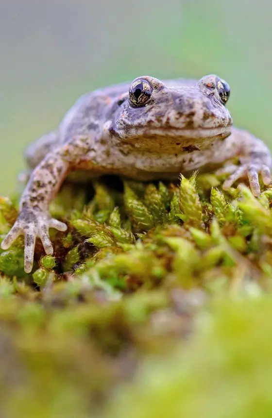 Midwife Toad | The Animal Facts | Appearance, Diet, Habitat, Behavior