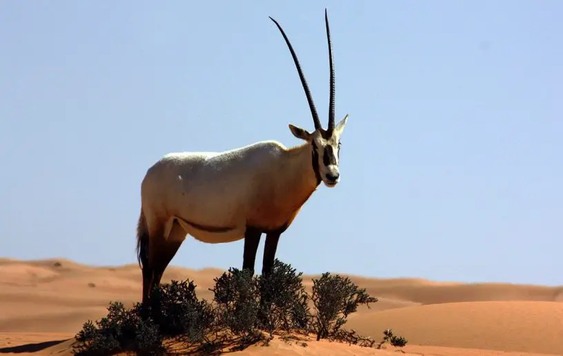 Arabian Oryx | The Animal Facts | Appearance, Diet, Habitat, Behavior