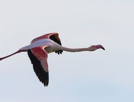 American Flamingo | The Animal Facts | Appearance, Habitat, Behavior