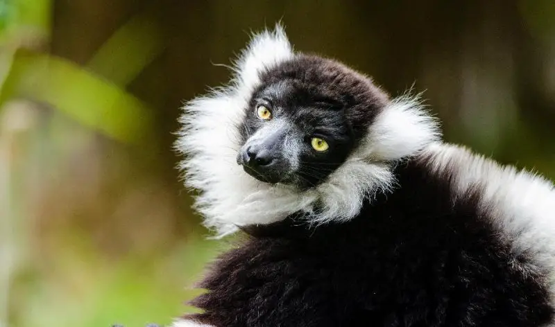 Black and White Ruffed Lemur | The Animal Facts | Appearance, Behavior