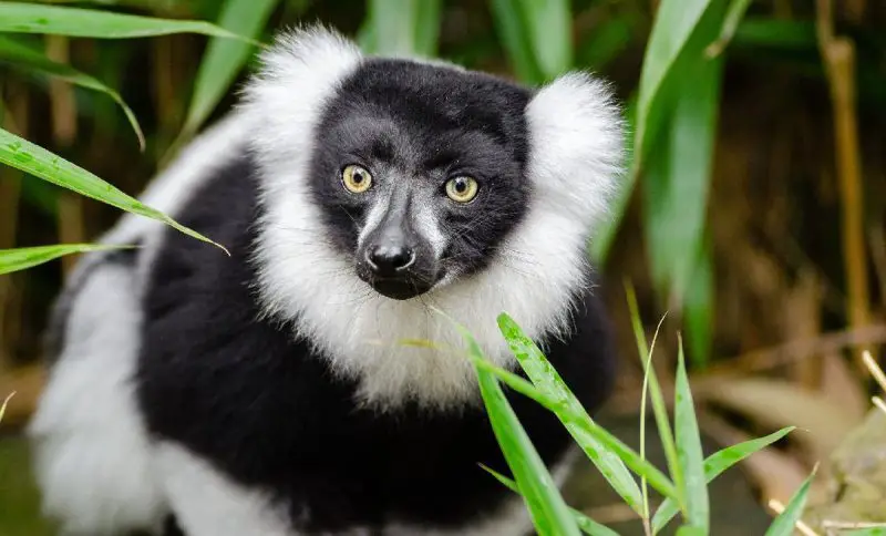 Black and White Ruffed Lemur | The Animal Facts | Appearance, Behavior