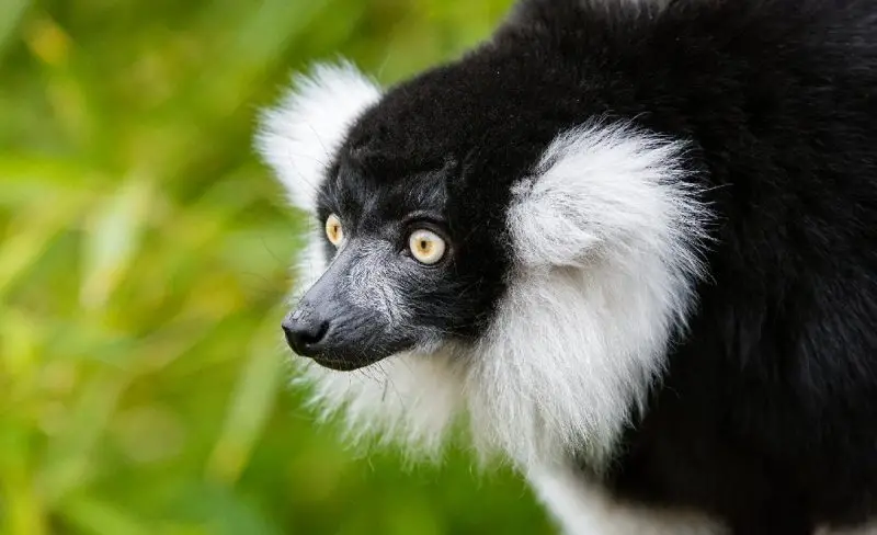 Black and White Ruffed Lemur | The Animal Facts | Appearance, Behavior