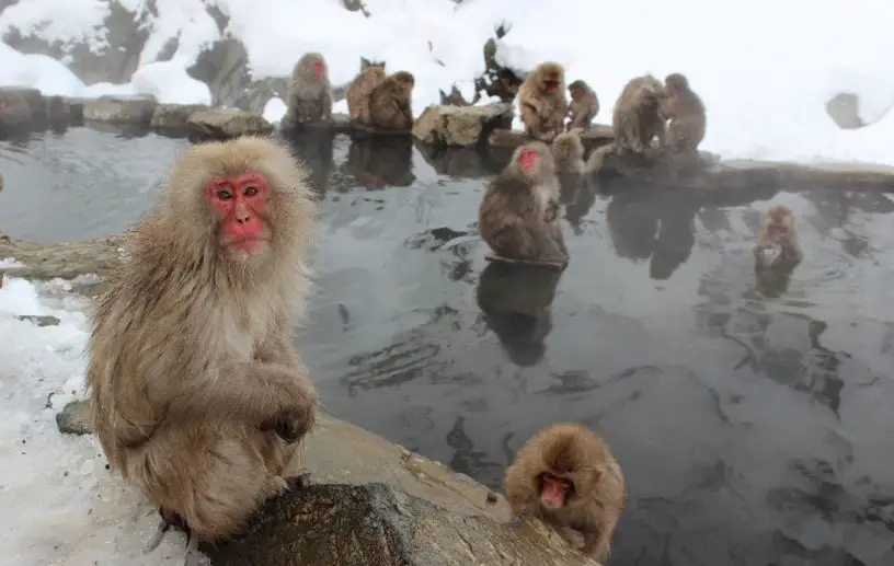 Japanese Macaque | The Animal Facts | Appearance, Diet, Habitat
