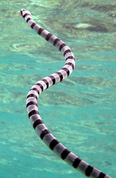 Yellow-Lipped Sea Krait | The Animal Facts | Appearance, Diet, Habitat