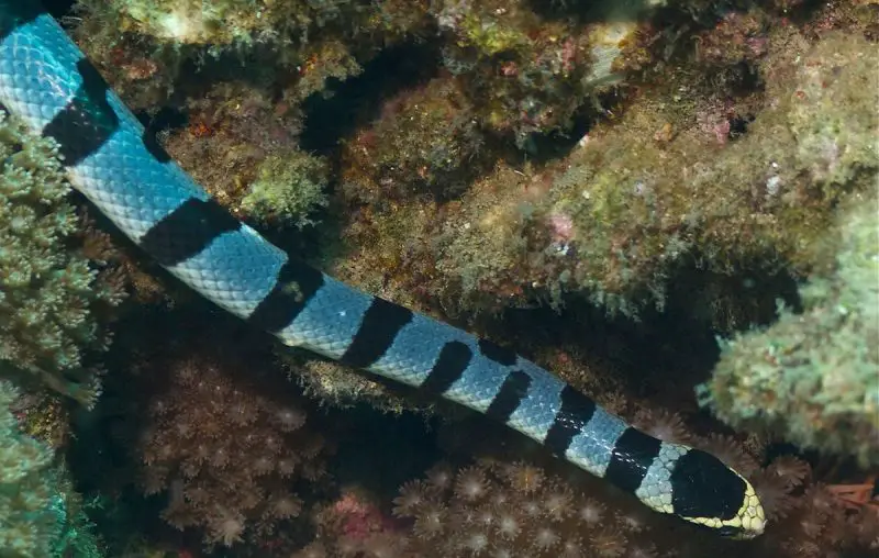 Yellow-Lipped Sea Krait | The Animal Facts | Appearance, Diet, Habitat