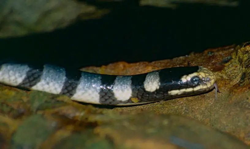 Yellow-Lipped Sea Krait | The Animal Facts | Appearance, Diet, Habitat