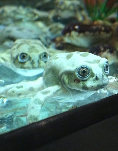 Lake Titicaca Water Frog | The Animal Facts | Appearance, Diet, Behavior