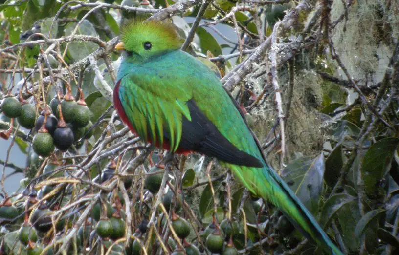 Resplendent Quetzal | The Animal Facts | Appearance, Diet, Behavior