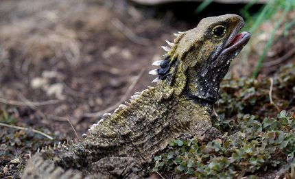Tuatara - The Animal Facts