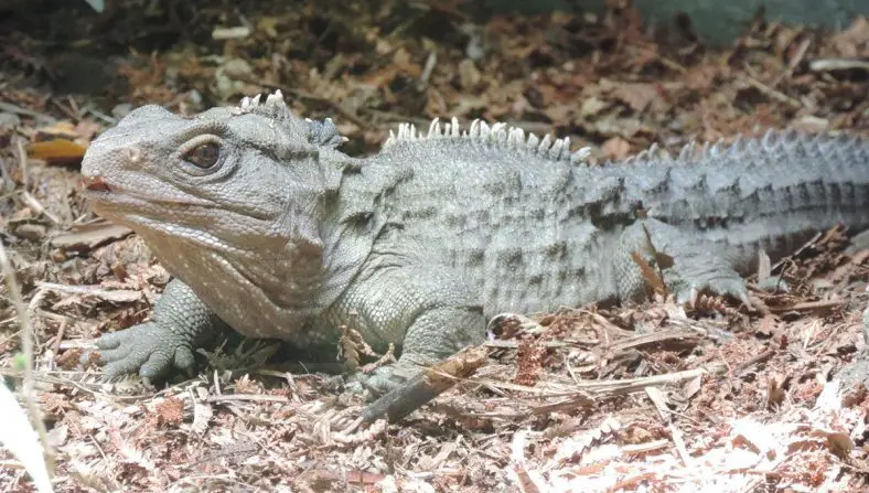 Tuatara - The Animal Facts