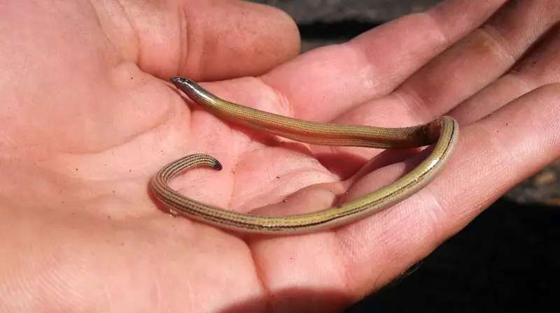 California Legless Lizard | The Animal Facts | Appearance, Diet