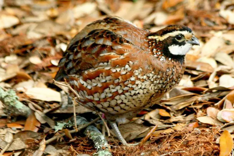 Northern Bobwhite | The Animal Facts | Appearance, Diet, Habitat