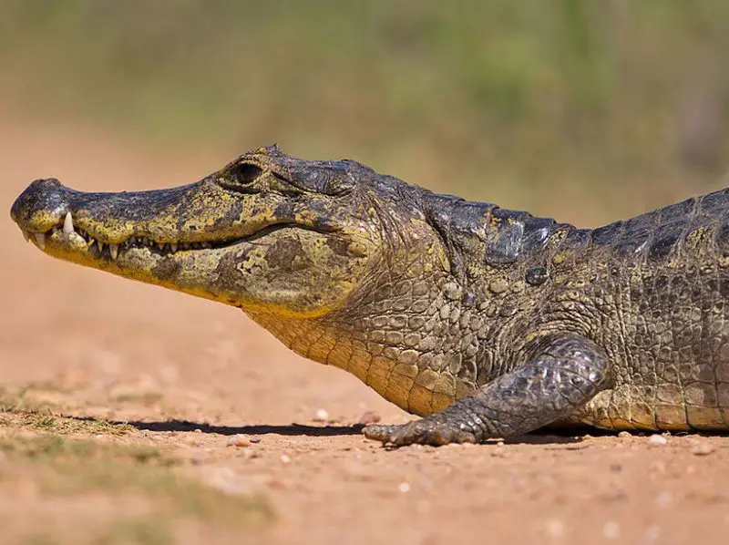 Black Caiman | The Animal Facts | Appearance, Diet, Habitat, Behavior