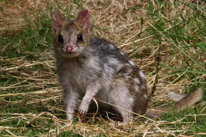 Eastern Quoll | The Animal Facts | Appearance, Diet, Habitat, Behavior