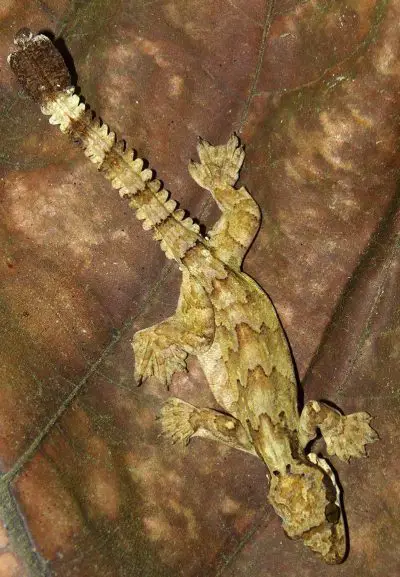 Kuhl's Flying Gecko | The Animal Facts | Appearance, Diet, Habitat