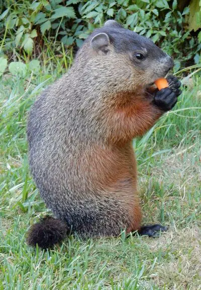 Woodchuck | The Animal Facts | Appearance, Diet, Habitat, Behavior