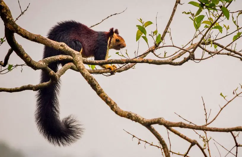 Indian Giant Squirrel | The Animal Facts | Appearance, Diet, Habitat