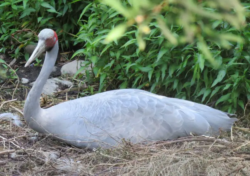 Brolga | The Animal Facts | Appearance, Diet, Habitat, Lifespan, Behavior