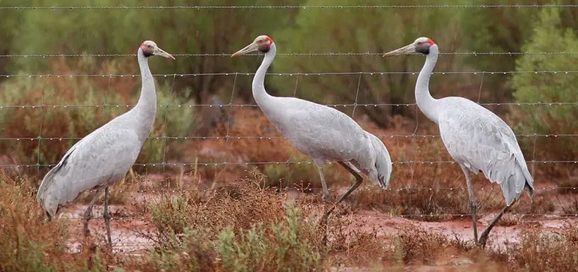 Brolga | The Animal Facts | Appearance, Diet, Habitat, Lifespan, Behavior