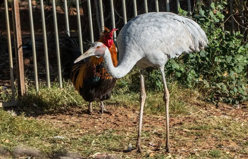 Brolga | The Animal Facts | Appearance, Diet, Habitat, Lifespan, Behavior