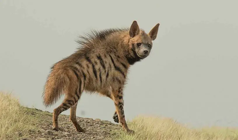 Striped Hyena - The Animal Facts - Appearance, Diet, Habitat, Behavior