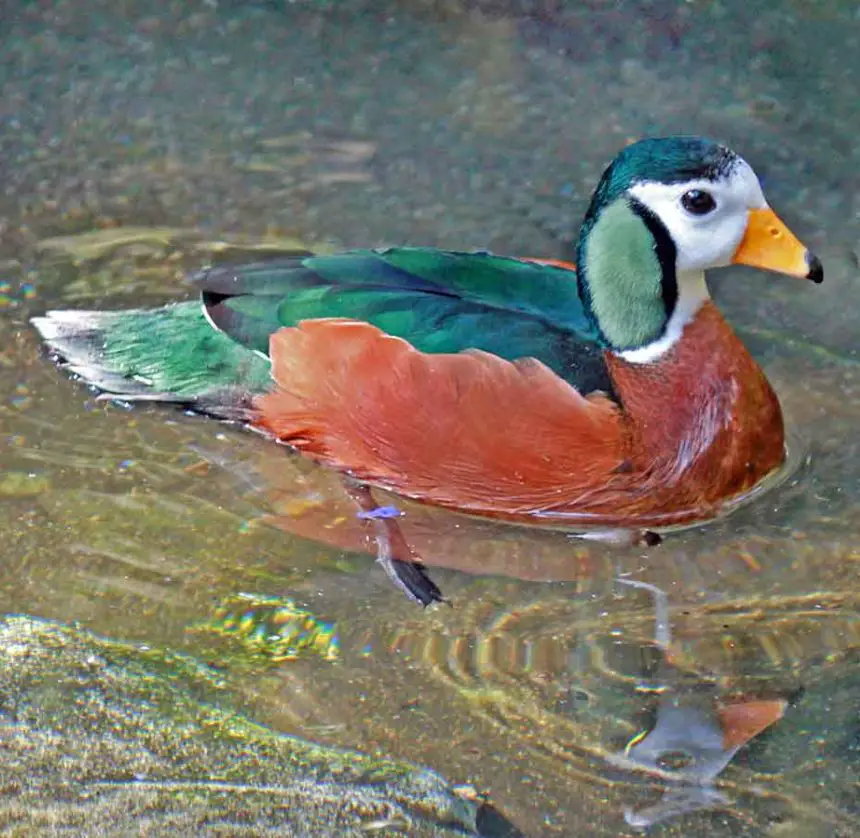 African Pygmy Goose | The Animal Facts | Appearance, Diet, Habitat