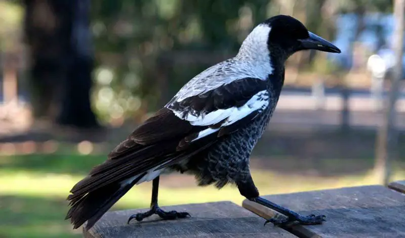 Australian Magpie | The Animal Facts | Appearance, Diet, Habitat, Behavior