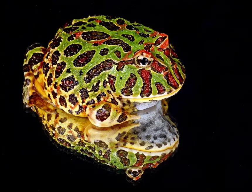 Surinam Horned Frog - The Animal Facts - Appearance, Diet, Habitat