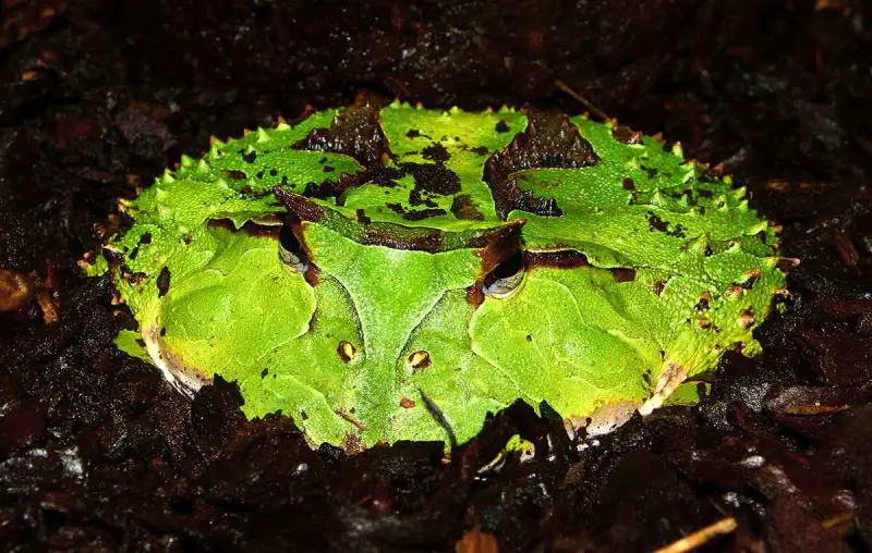 Surinam Horned Frog | The Animal Facts | Appearance, Diet, Habitat