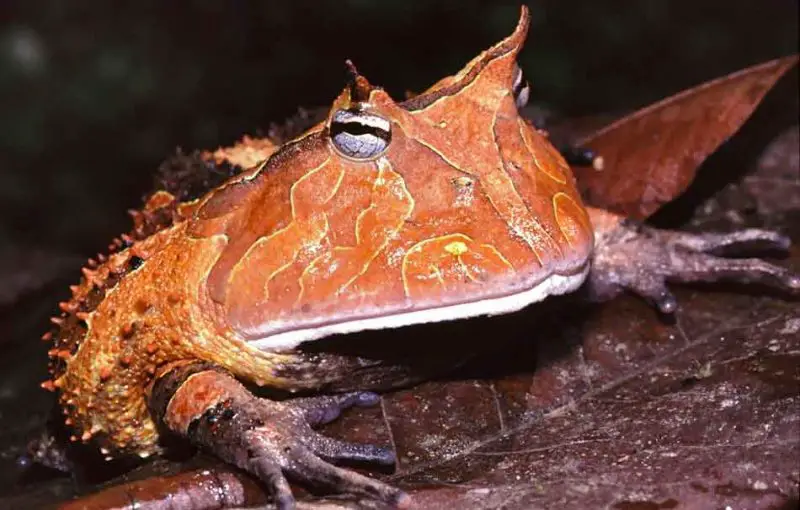 Surinam Horned Frog | The Animal Facts | Appearance, Diet, Habitat