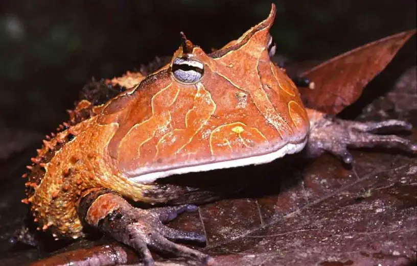 Surinam Horned Frog - The Animal Facts - Appearance, Diet, Habitat