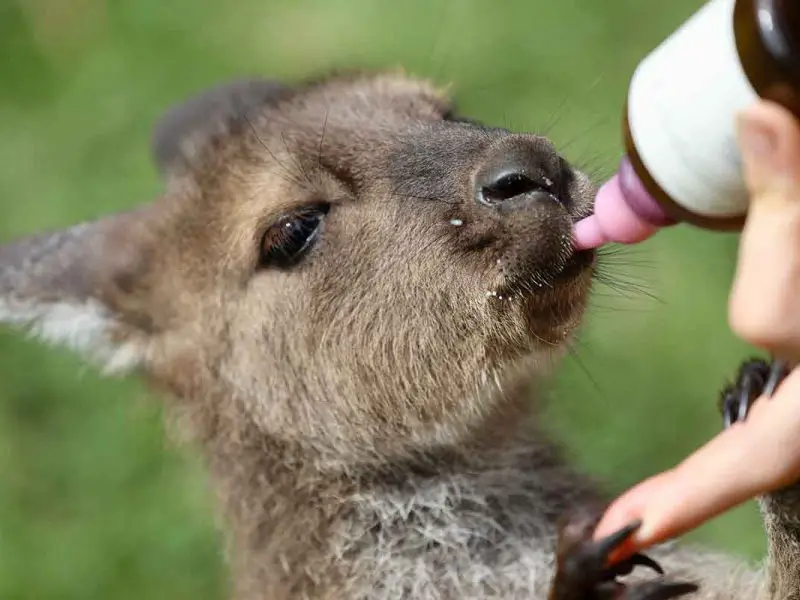 Brown-Nosed Coati | The Animal Facts | Appearance, Diet, Habitat