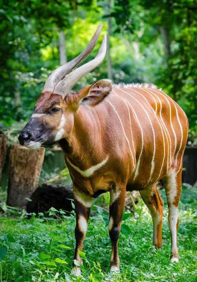 Bongo | The Animal Facts | Appearance, Diet, Habitat, Behavior, Lifespan