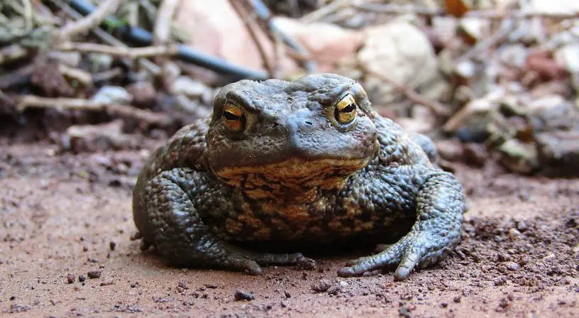 Common Toad | The Animal Facts Appearance, Diet, Habitat, Behavior