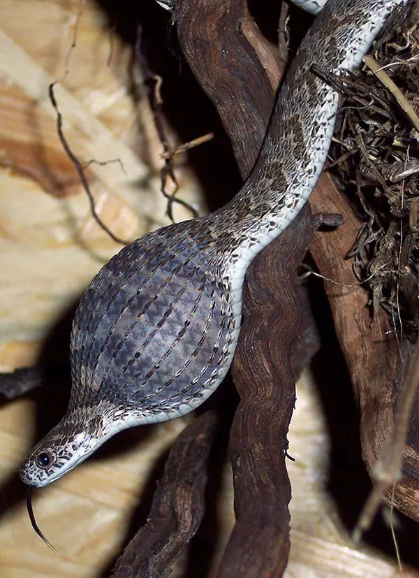 Egg-Eating Snake | The Animal Facts | Appearance, Diet, Habitat, Behavior