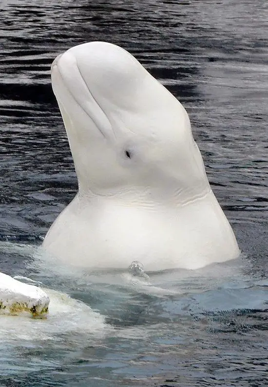 Beluga | The Animal Facts | Appearance, Diet, Habitat, Behavior, Lifespan