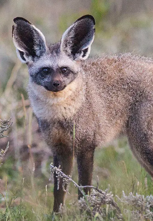 Bat-Eared Fox | The Animal Facts | Appearance, Diet, Habitat, Behavior