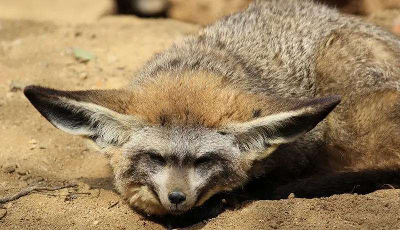 Bat-Eared Fox | The Animal Facts | Appearance, Diet, Habitat, Behavior