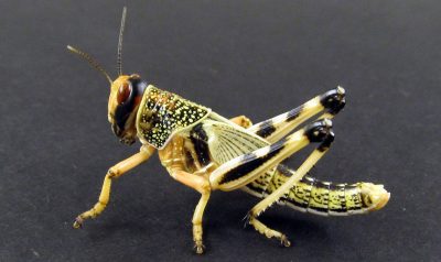 Desert Locust | The Animal Facts | Appearance, Diet, Habitat, Behavior