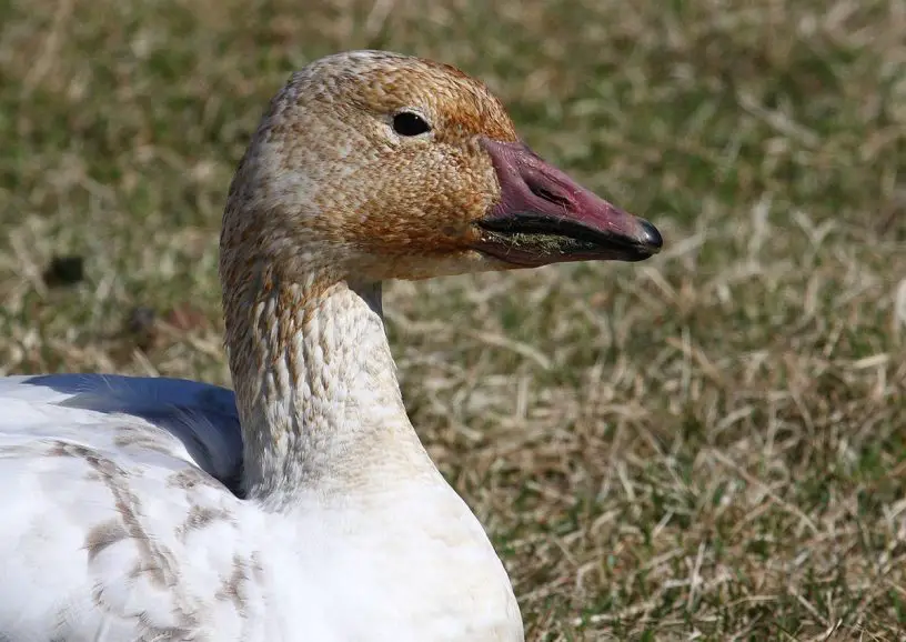 Snow Goose | The Animal Facts | Appearance, Diet, Habitat, Behavior