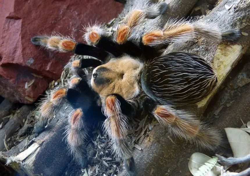 Mexican Fireleg Tarantula | The Animal Facts | Appearance, Diet, Habitat