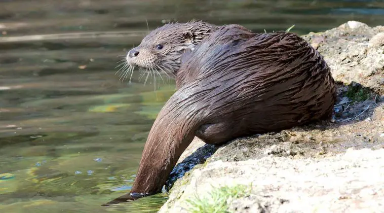 Eurasian Otter | The Animal Facts | Appearance, Diet, Habitat, Lifespan