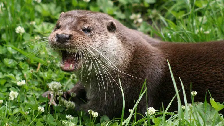 Eurasian Otter | The Animal Facts | Appearance, Diet, Habitat, Lifespan