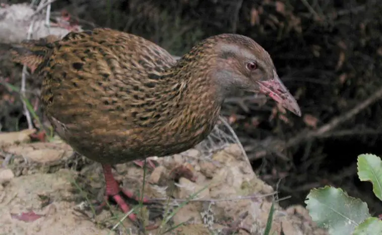 Weka | The Animal Facts | Appearance, Diet, Habitat, Lifespan, Behavior