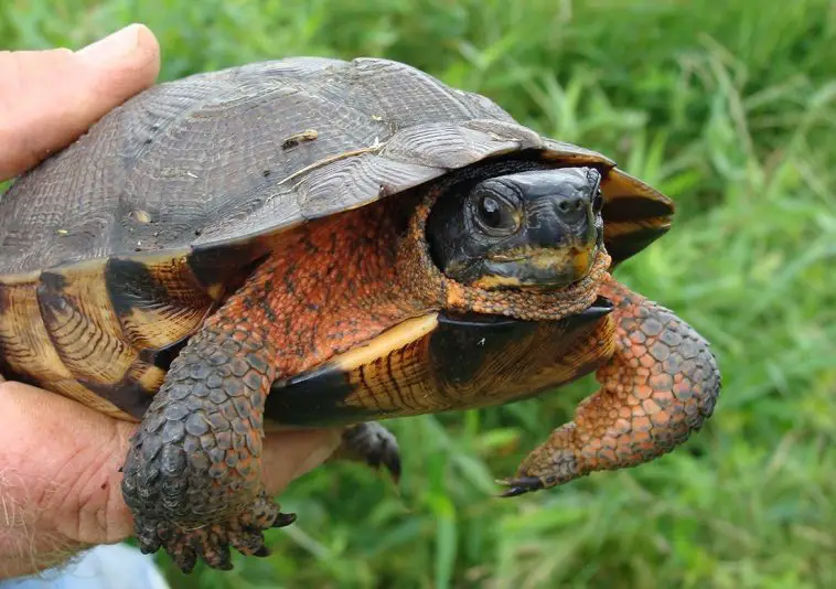 Wood Turtle | The Animal Facts | Appearance, Diet, Habitat, Behavior
