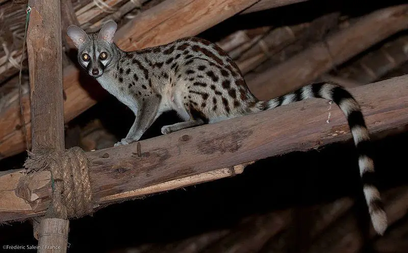 Common Genet | The Animal Facts | Appearance, Diet, Habitat, Behavior