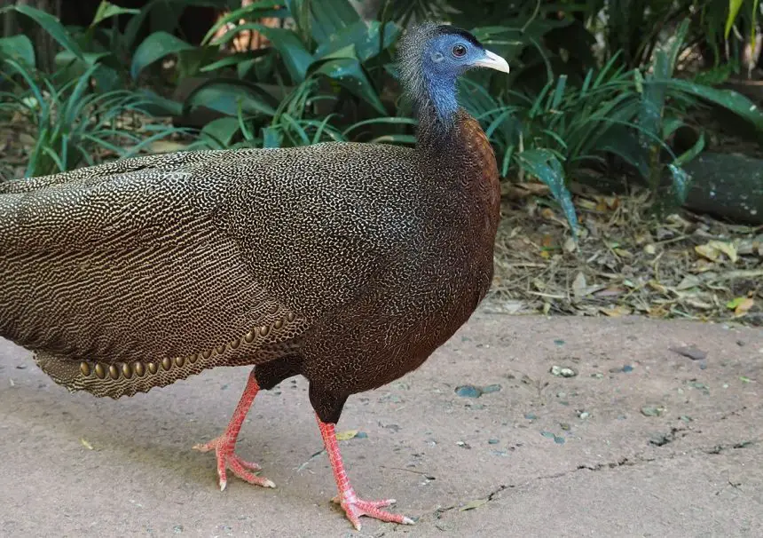 Great Argus Pheasant - The Animal Facts - Appearance, Diet, Habitat