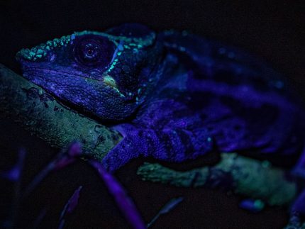 Koala - The Animal Facts