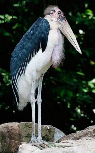 Marabou Stork | The Animal Facts