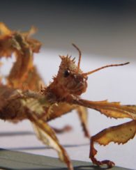 Spiny Leaf Stick Insect - The Animal Facts